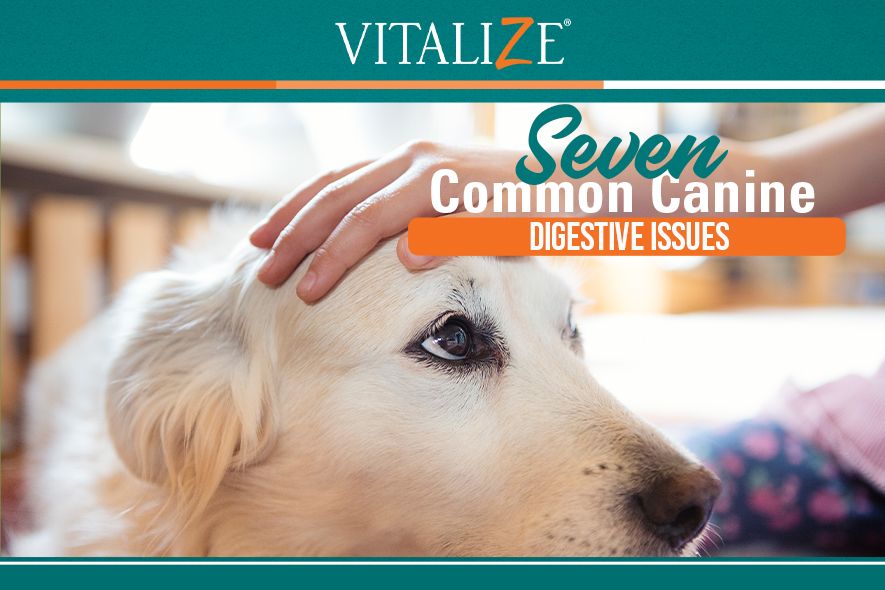 Seven Common Canine Digestive Issues - Vitalize Canine
