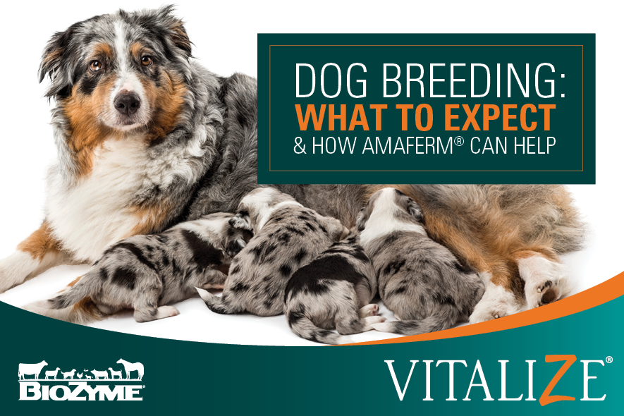 Dog Breeding: What To Expect & How Amaferm® Can Help - Vitalize Canine