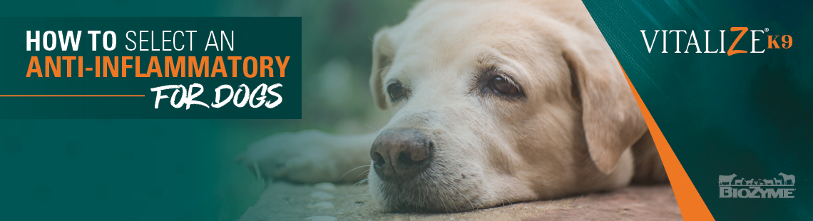 How to Select an Anti-Inflammatory for Dogs - Vitalize Canine