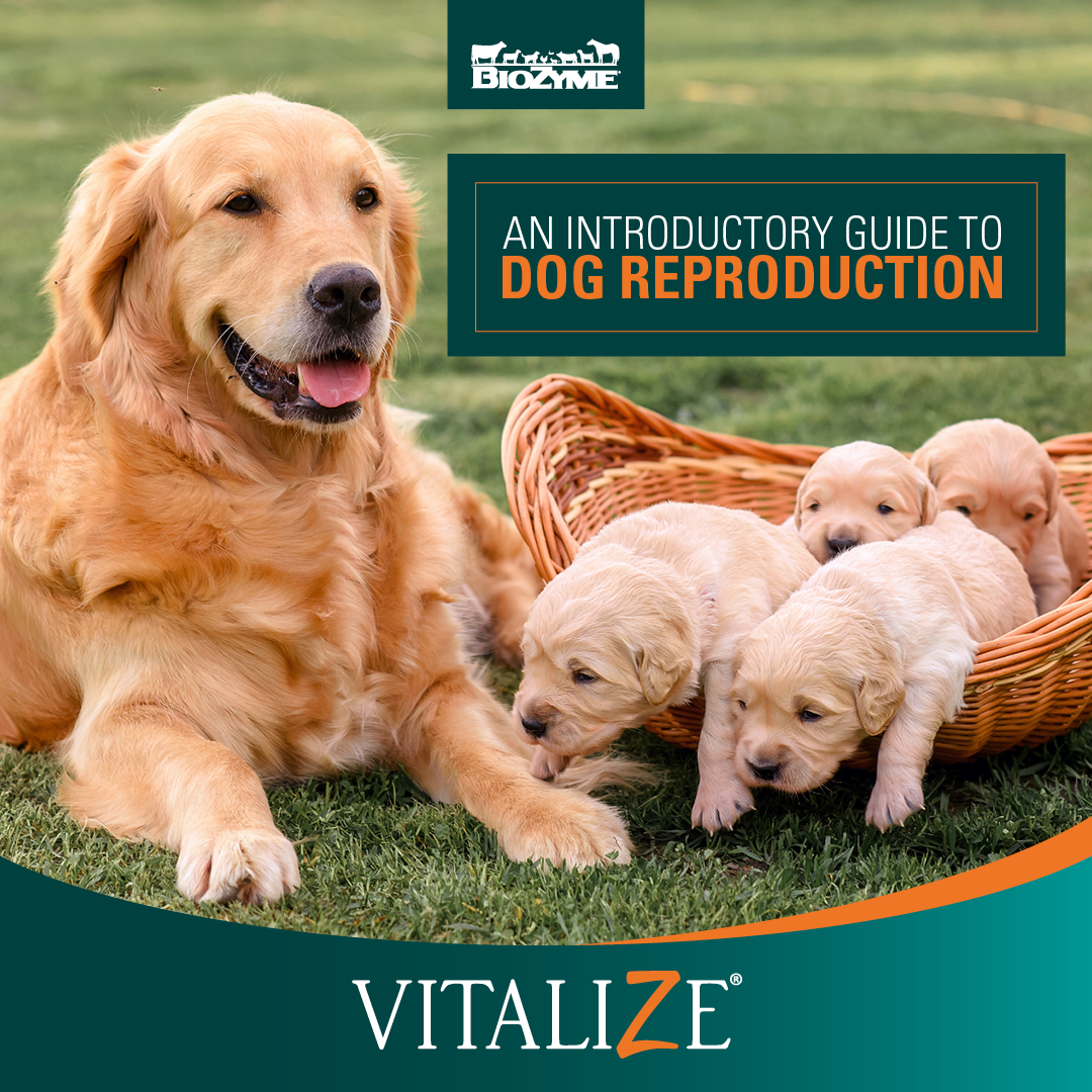 An Introductory Guide to Dog Reproduction - Vitalize Canine