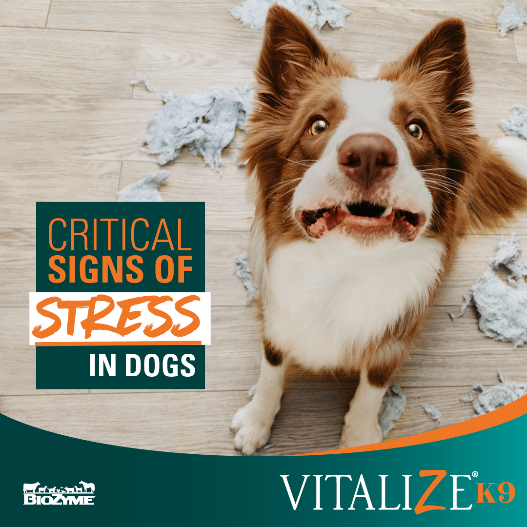 Critical Signs of Stress in Dogs - Vitalize Canine