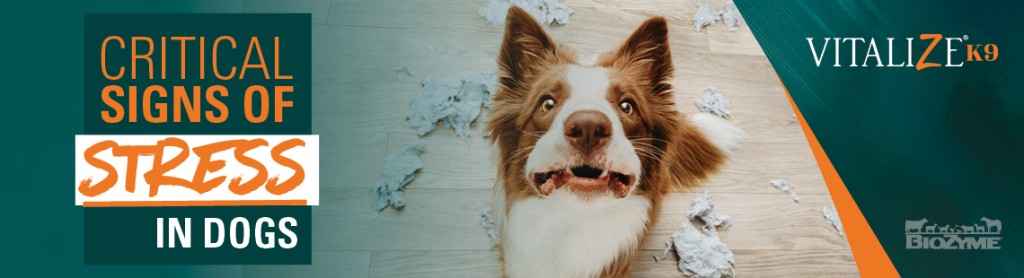 Critical Signs of Stress in Dogs - Vitalize Canine