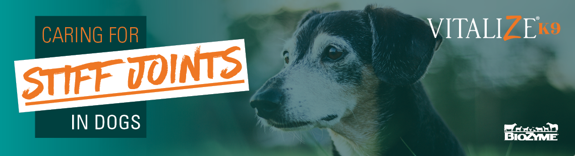 Caring for Stiff Joints in Dogs - Vitalize Canine