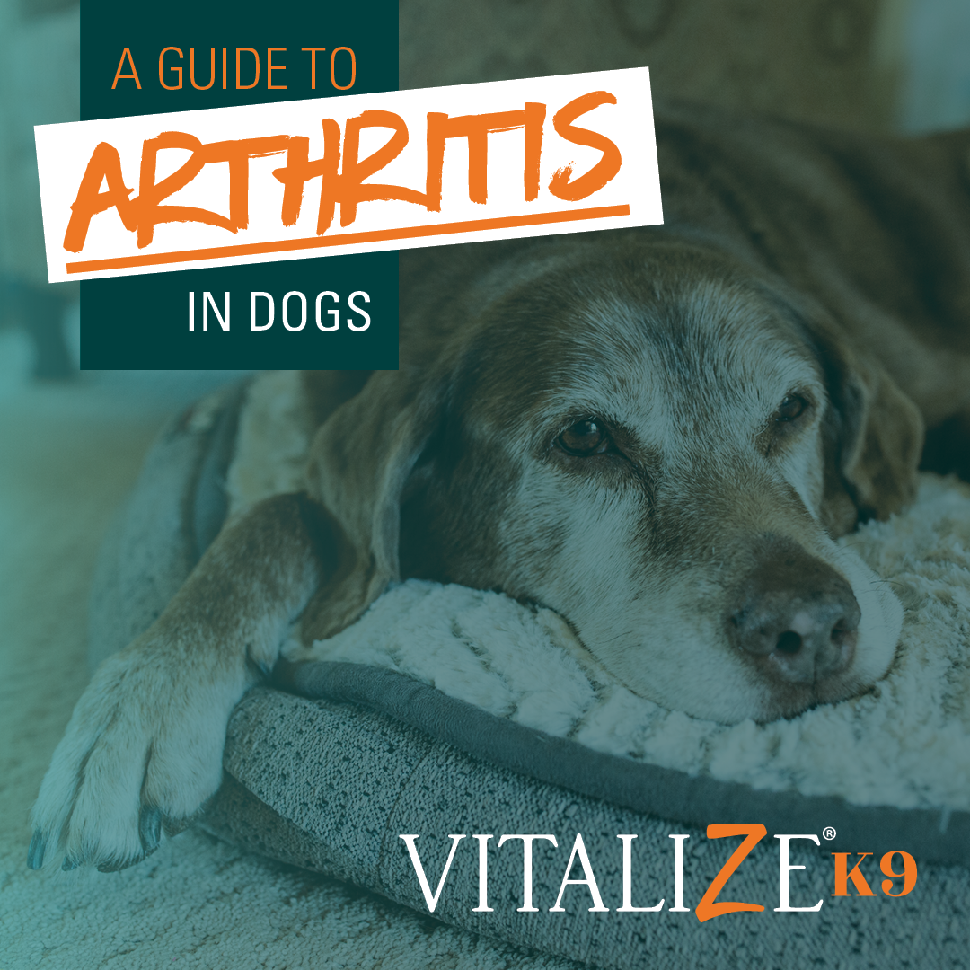 A Guide to Arthritis in Dogs - Vitalize Canine