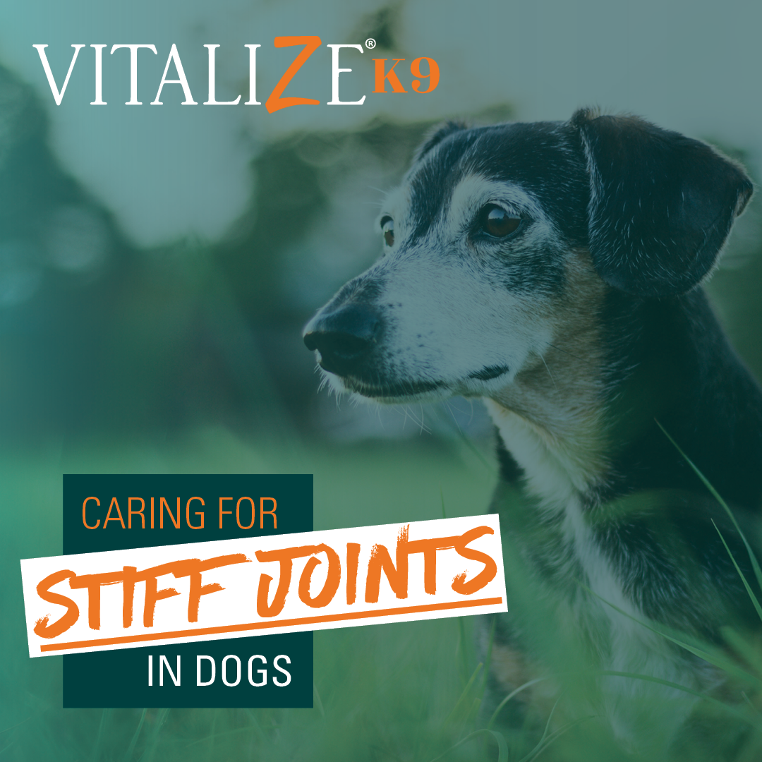 Homepage - Vitalize Canine