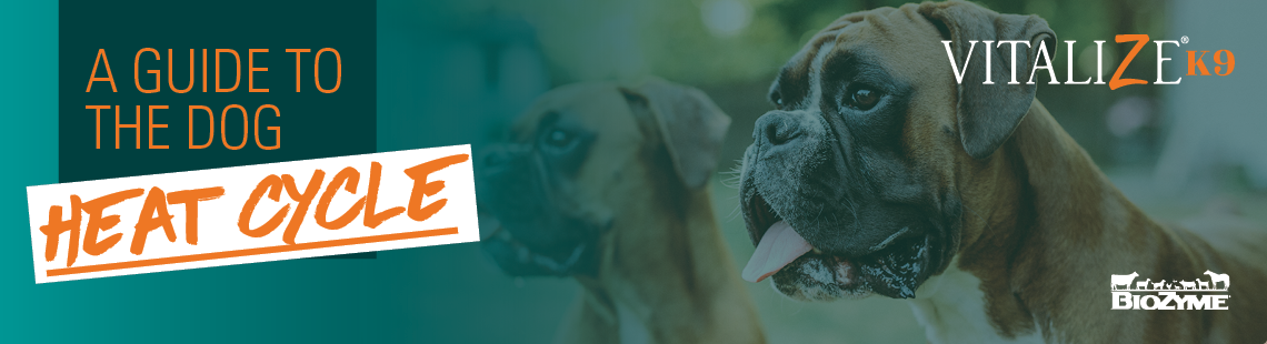A Guide to the Dog Heat Cycle - Vitalize Canine