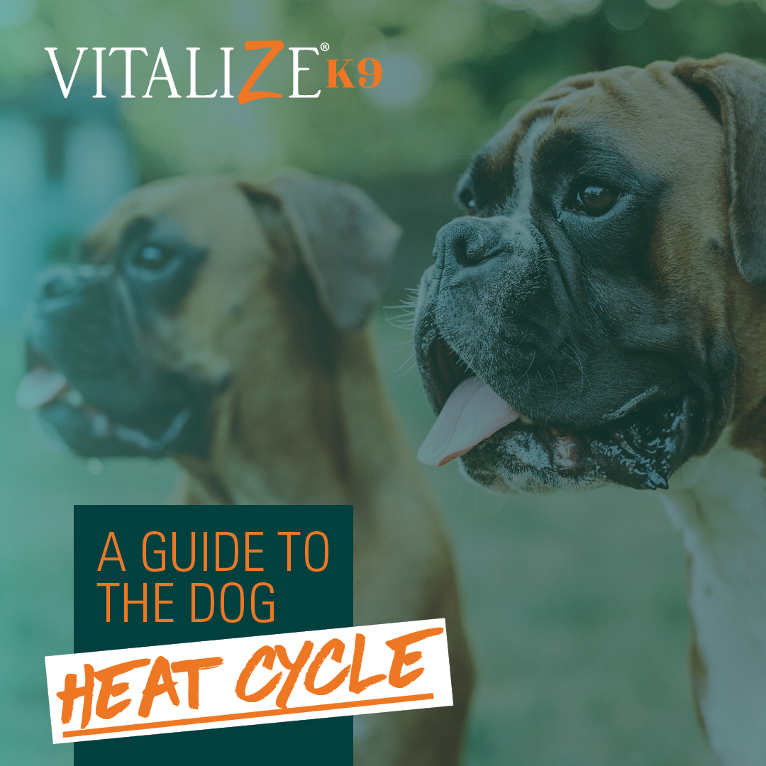 A Guide to the Dog Heat Cycle - Vitalize Canine