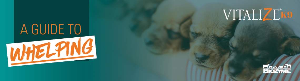 A Guide to Whelping - Vitalize Canine
