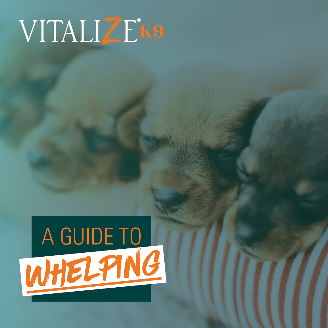 A Guide to Whelping - Vitalize Canine