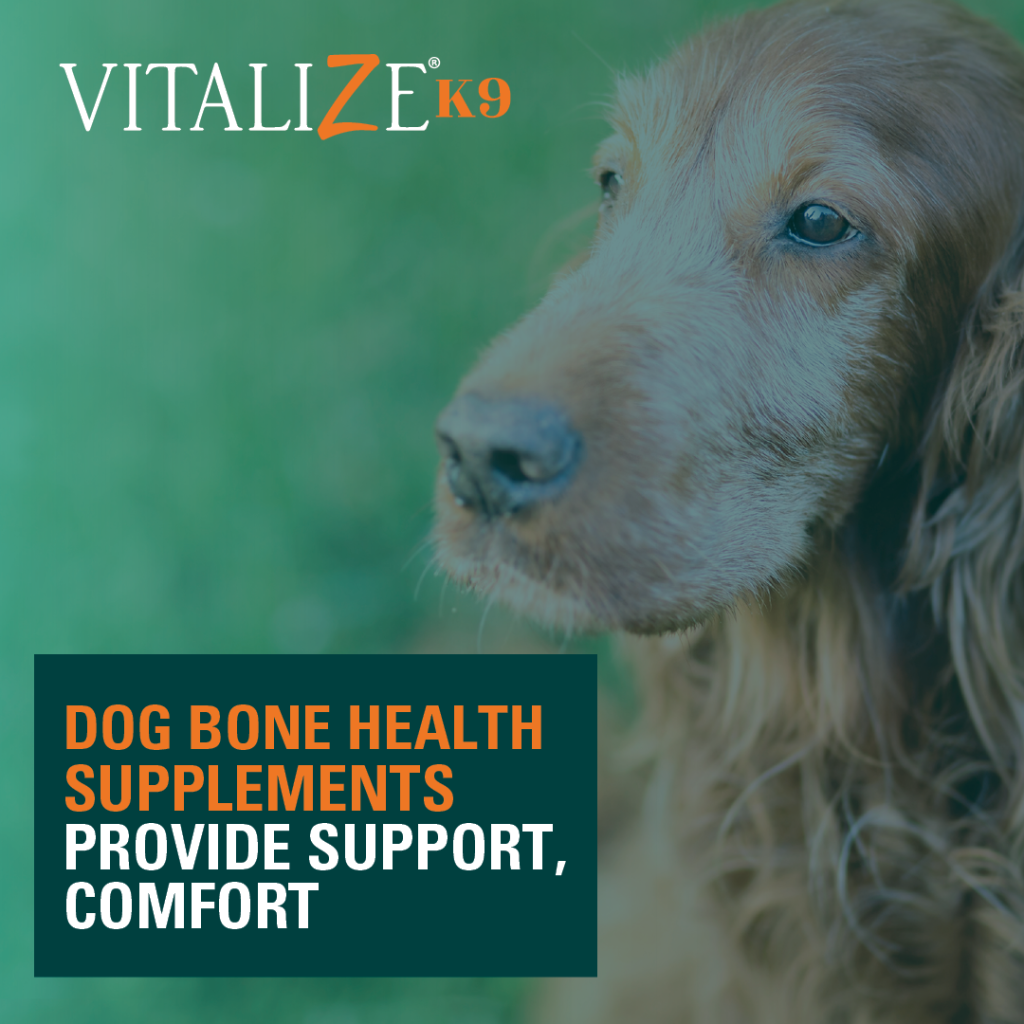 A Guide to the Dog Heat Cycle - Vitalize Canine