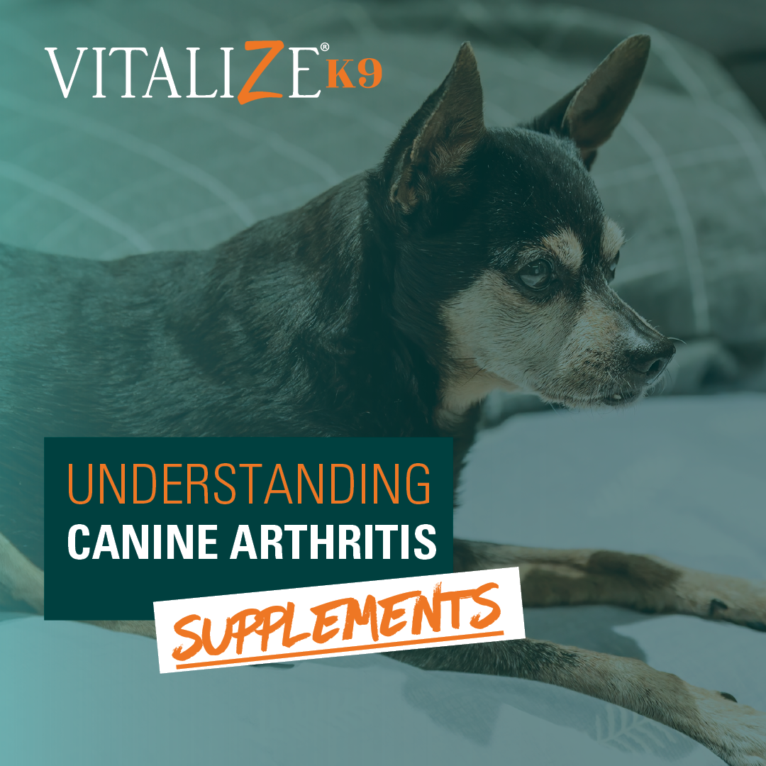 Understanding Canine Arthritis Supplements - Vitalize Canine