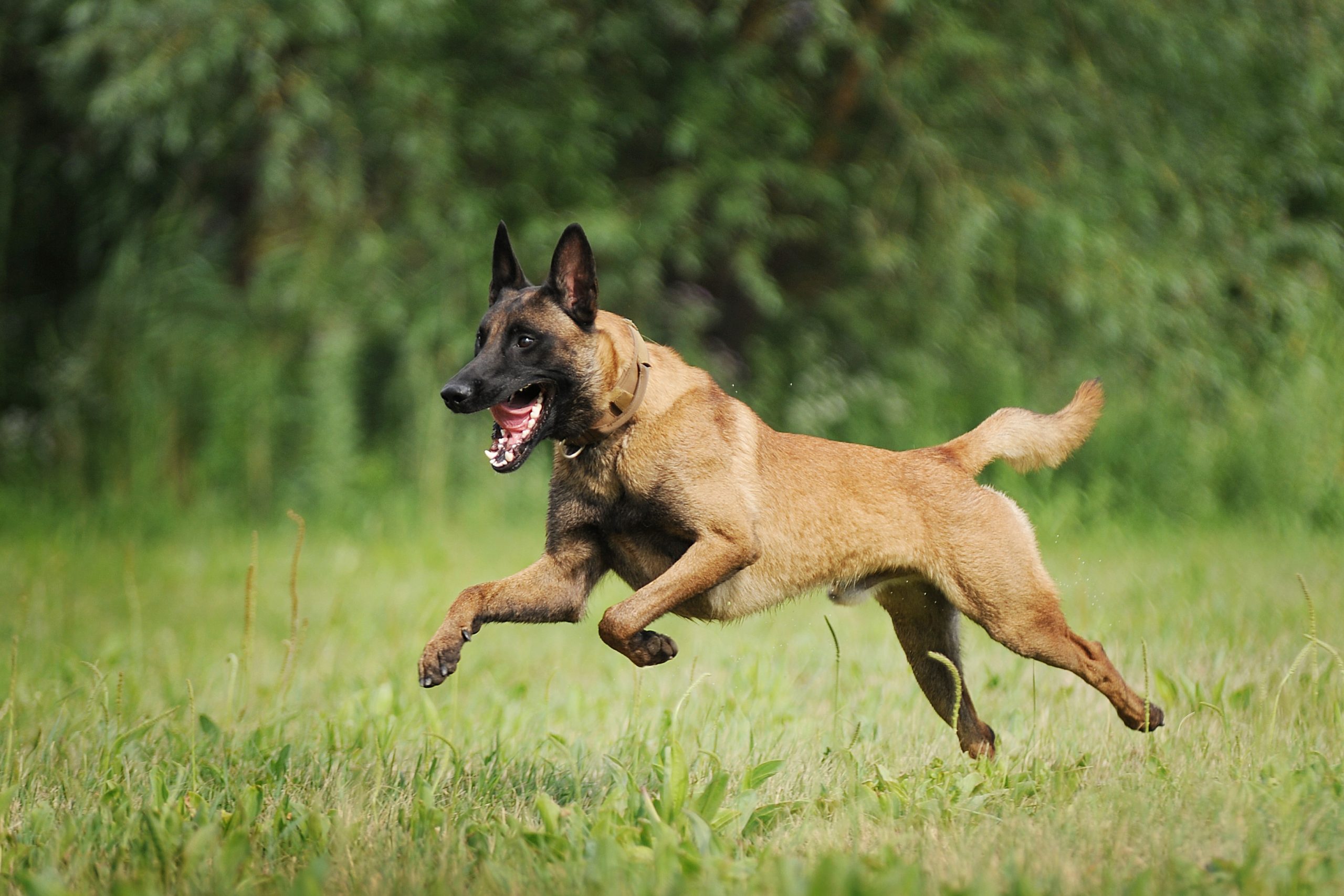 A Guide to Joint Pain in Dog's Back Legs - Vitalize Canine